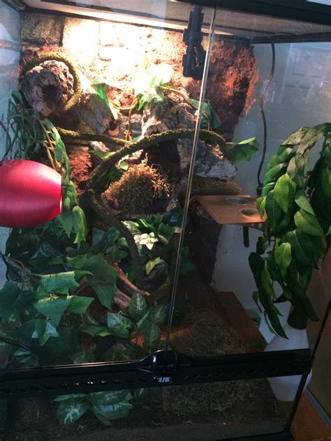 Image result for Bioactive Iguana Setup