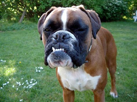 Beagle Boxer: German Boxer Dog