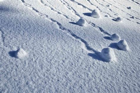 Image result for Snowball Sampling Rolling Down
