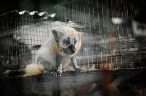 Image result for Fur Tree Farming