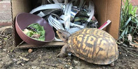 Image result for Eastern Box Turtle
