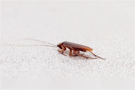 Image result for Cockroach Bites On Humans