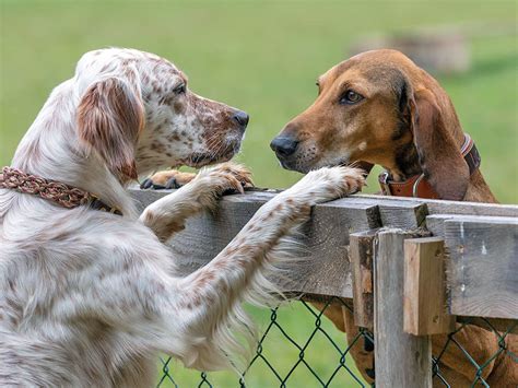 Image result for How Dogs Communicate with People