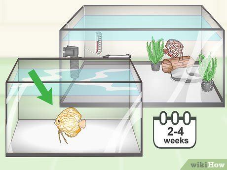 Image result for How to Keep Discus