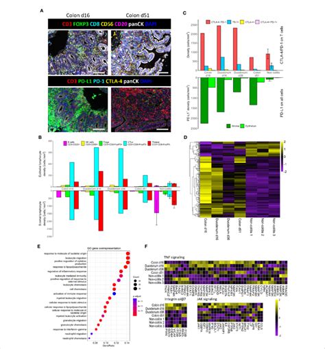 Image result for Tissue Microarray Multiplex IHC NCR