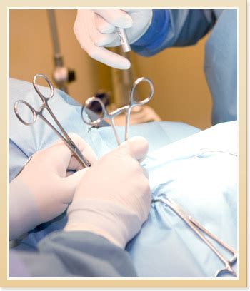 Image result for Veterinary surgery Surgery Types