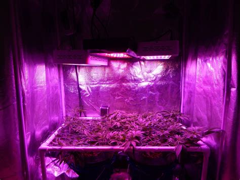 Image result for LED Scrog