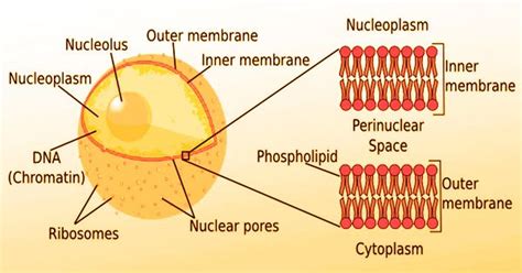 Image result for Nuclear Envelope Function Animation