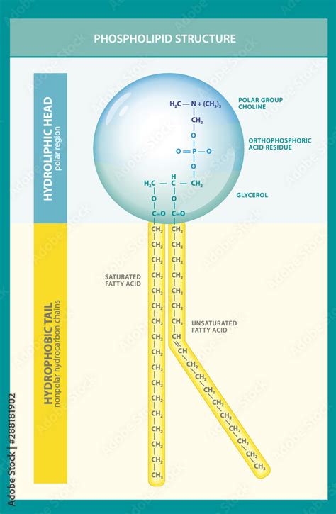 Image result for Phospholipid Structure Model
