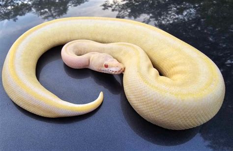 Image result for Suma Ball Python