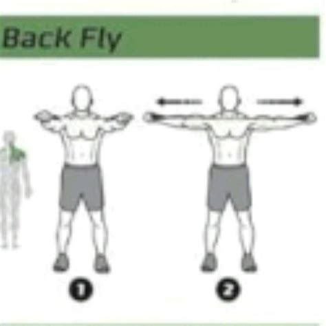 Image result for Back Fly Exercise