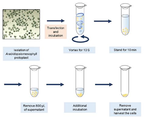 Image result for Vortexing