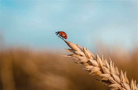 Image result for Depth of Field Photography Examples