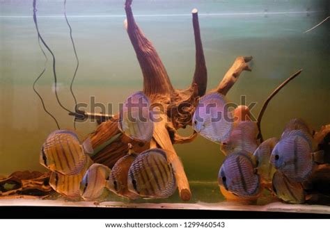 Image result for Discus Fish School