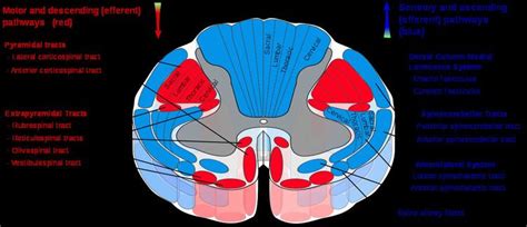 Image result for Extrapyramidal System Pathway