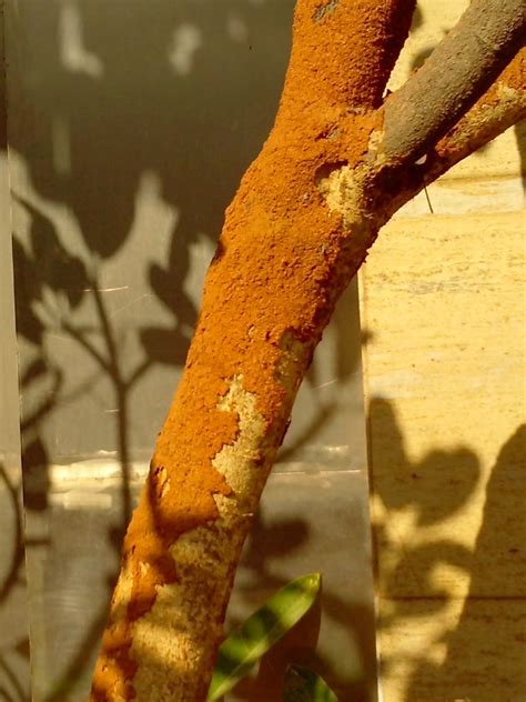 Image result for Cherry Tree Rust