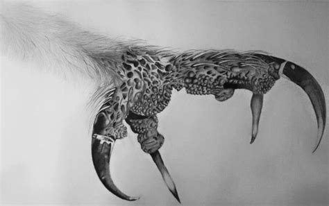 Image result for Graphite Drawing of Owl