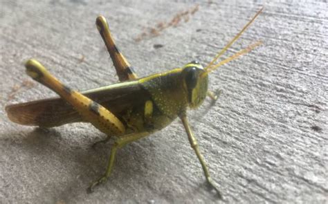 Image result for Chirping Insect