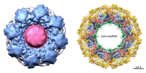 Image result for Nuclear Pore Complex Translation