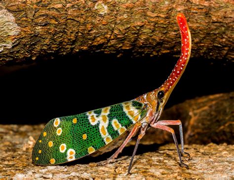 Image result for Most Beautiful Insects