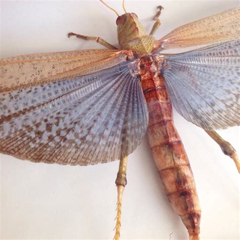 Image result for Flying Cricket Insect