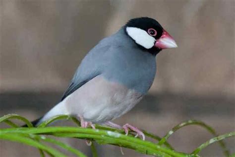 Image result for Java Sparrow Calls