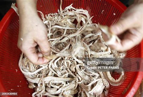 Image result for Cooking Snake