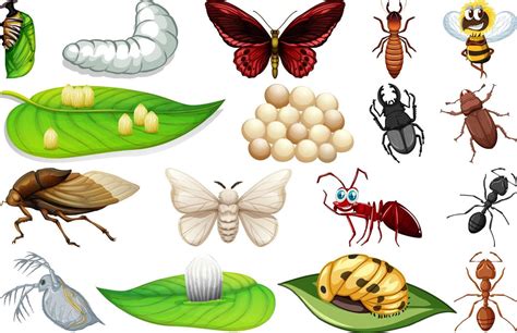 Image result for All Types of Insects
