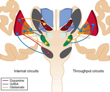Image result for Extrapyramidal Cortex
