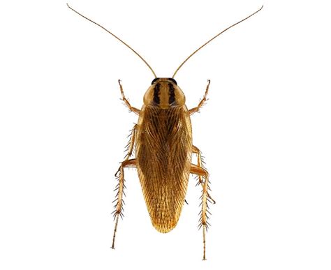 Image result for German Cockroach