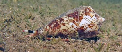 Image result for Venomous Sea Shell