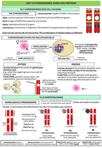 Image result for GCSE Inheritance Questions and Answers