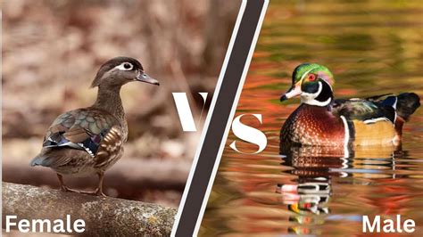 Image result for Duckling Identification