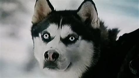 Image result for Snow Dogs 2002 Trailer