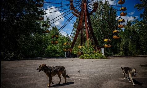 Chernobyl radiation has changed the DNA of dogs