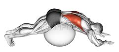 Image result for Exercise Ball Lower Back Exercises