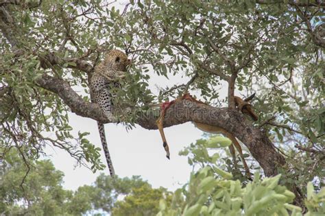 Leopard Eating an Impala Prey on Tree Branch, Kruger National Park ...