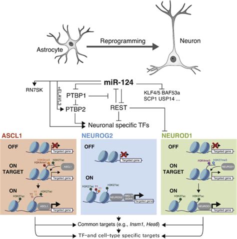 Image result for What Is Direct Reprogramming