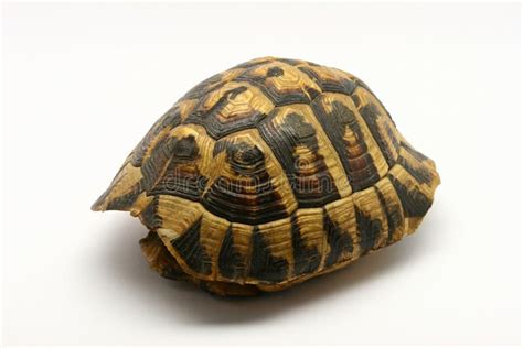 Image result for Empty Turtle Shell