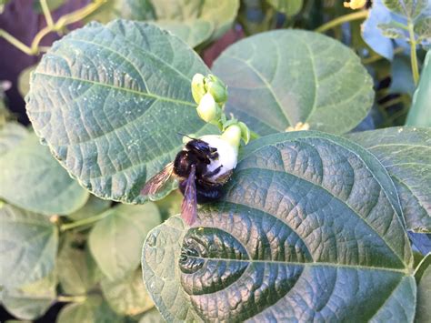 Image result for Pollinating Beans