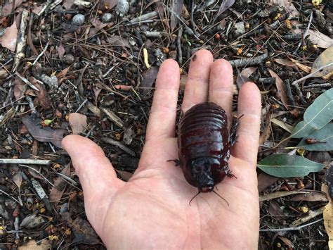 Image result for Big Cockroach