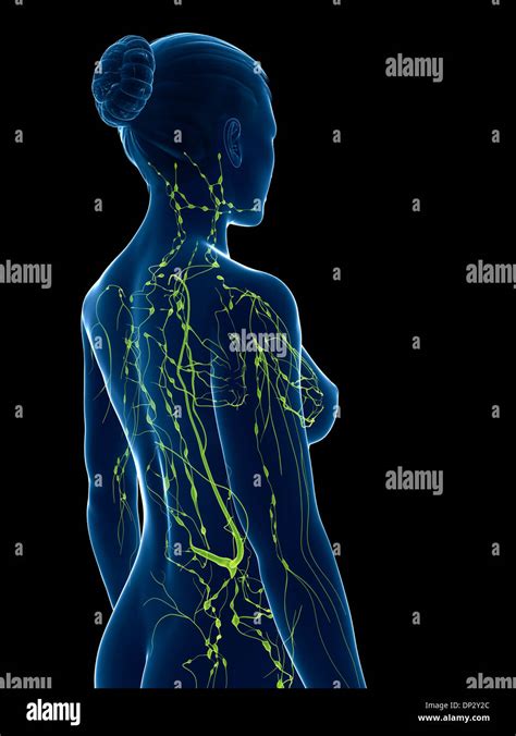 Image result for Female Lymphatic System