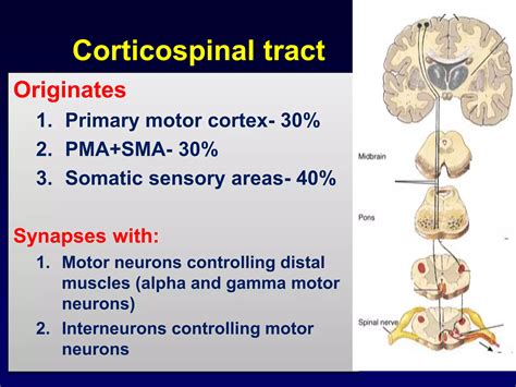 Image result for Extrapyramidal Cortex