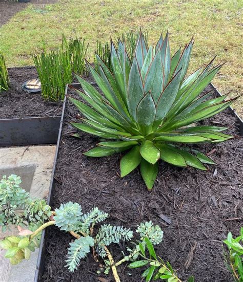 Image result for Garden Gopher