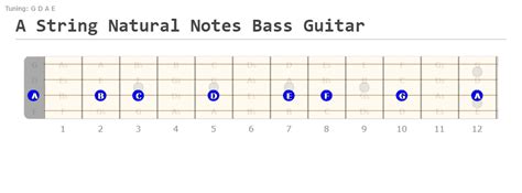 Image result for Bass Notes All Types