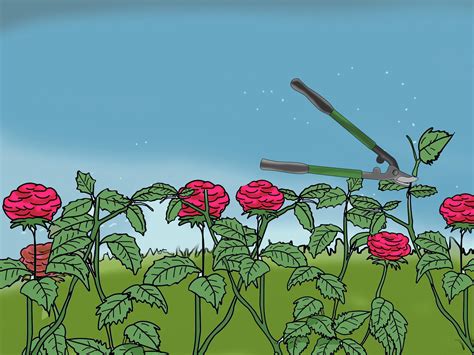 Image result for How to Prune Knockout Roses in Spring