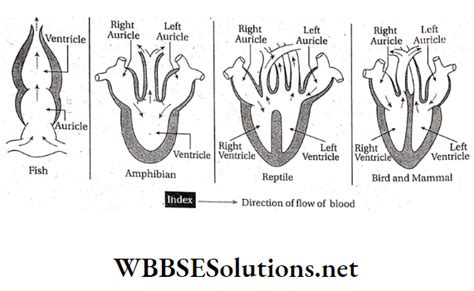 Image result for jTDS Life Science Evolution