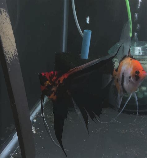 Angelfish Breeding Pairs for Sale – Angels Plus