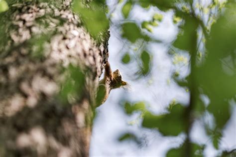 Image result for Tree Squirrel Habitat