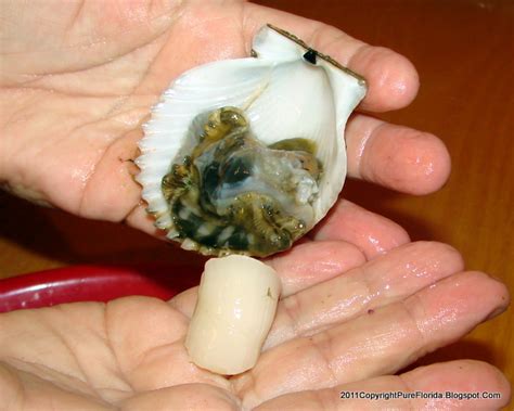 Image result for How to Clean Scallops